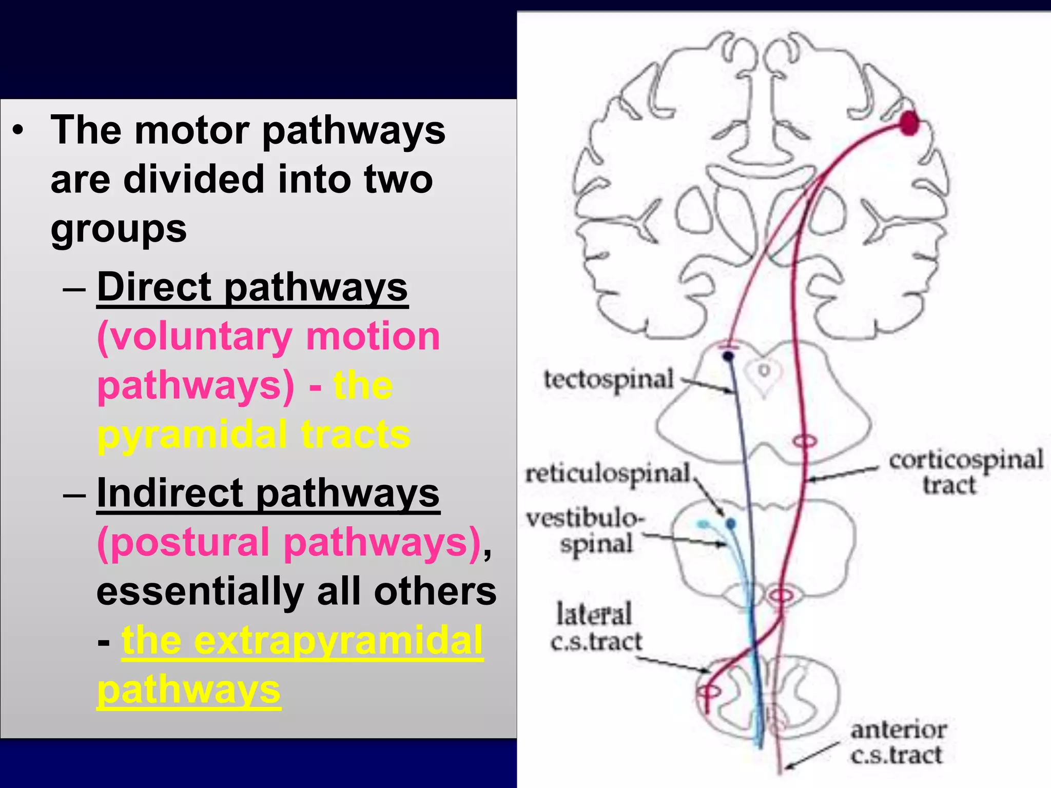 Pyramida and extrapyramidal tracts | PPTX | Death, Injury, or Military ...
