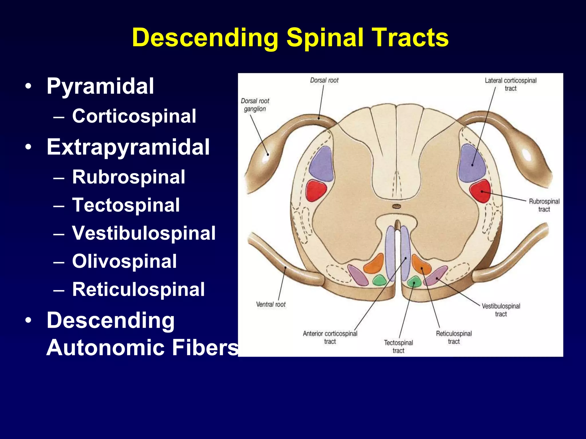 Pyramida and extrapyramidal tracts | PPTX