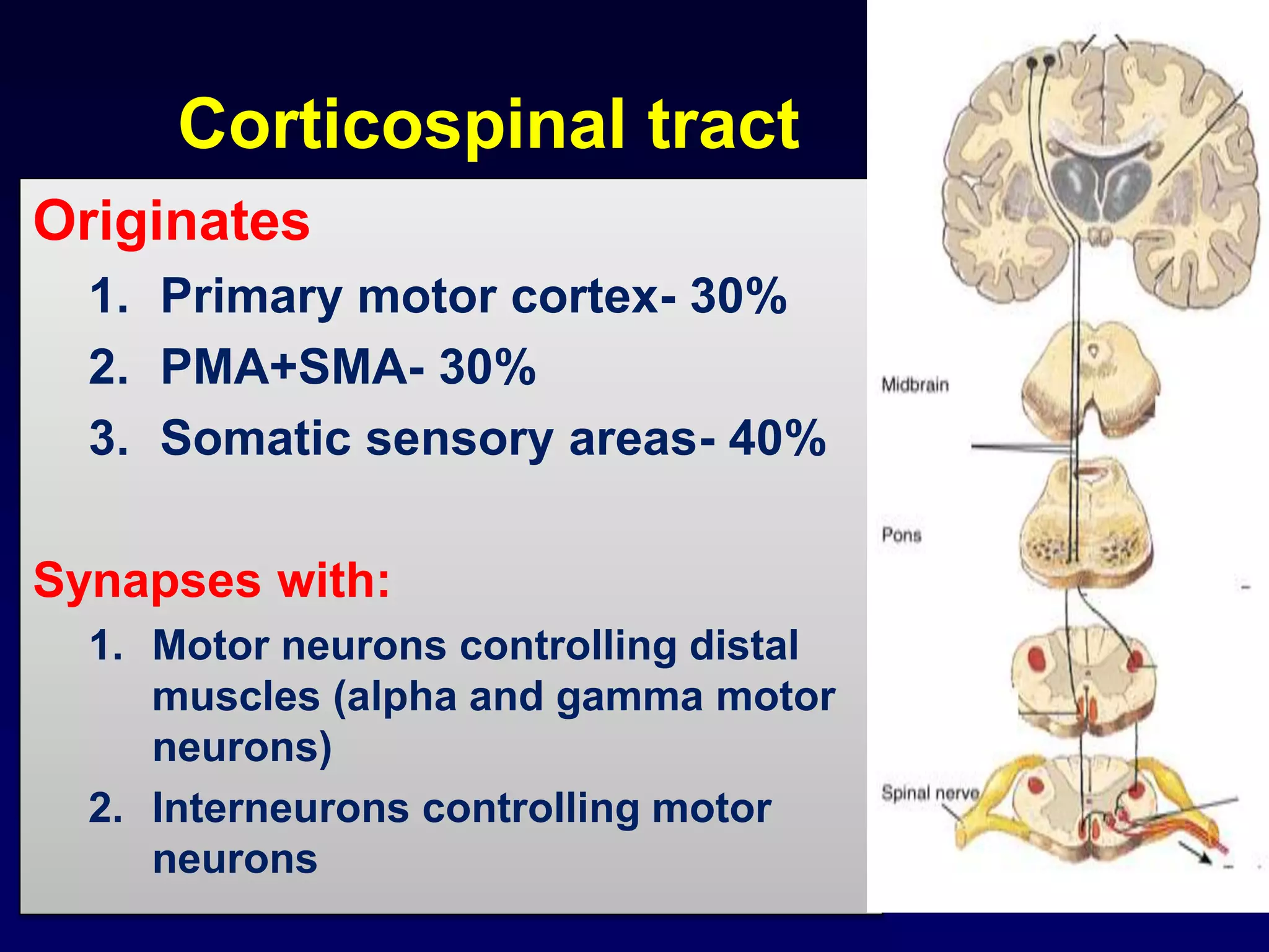 Pyramida and extrapyramidal tracts | PPTX