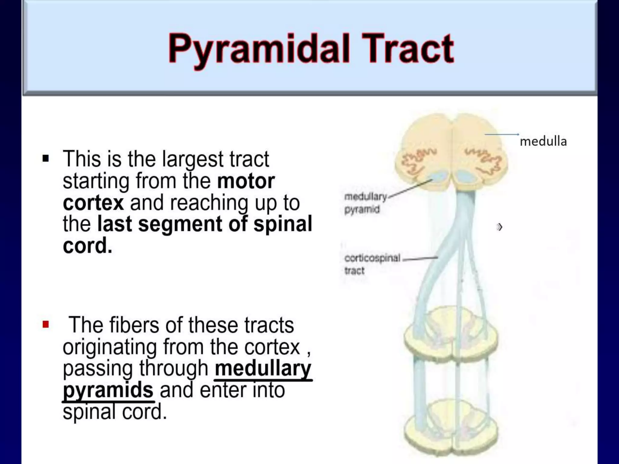 Pyramida and extrapyramidal tracts | PPTX