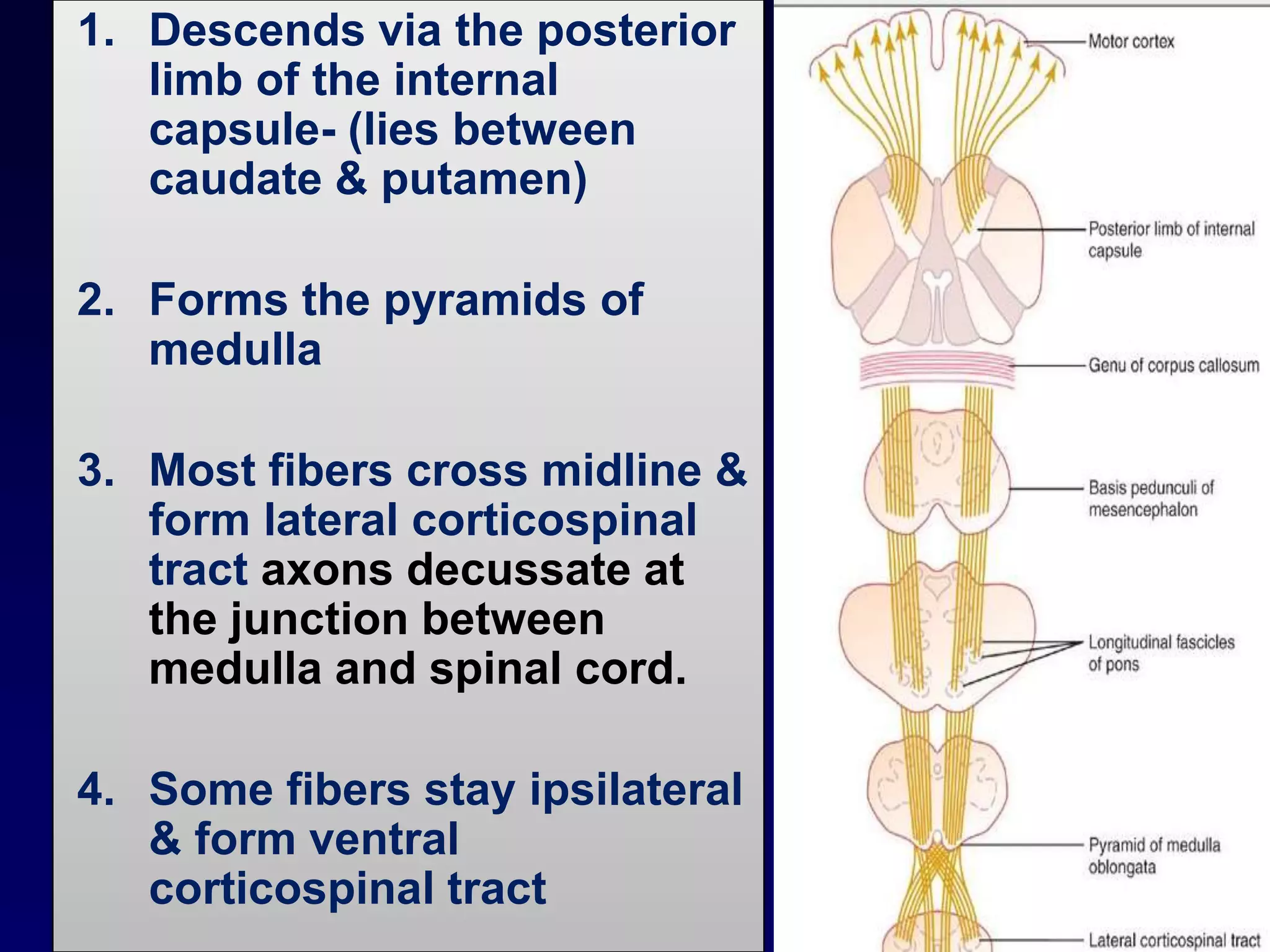 Pyramida and extrapyramidal tracts | PPTX | Death, Injury, or Military ...