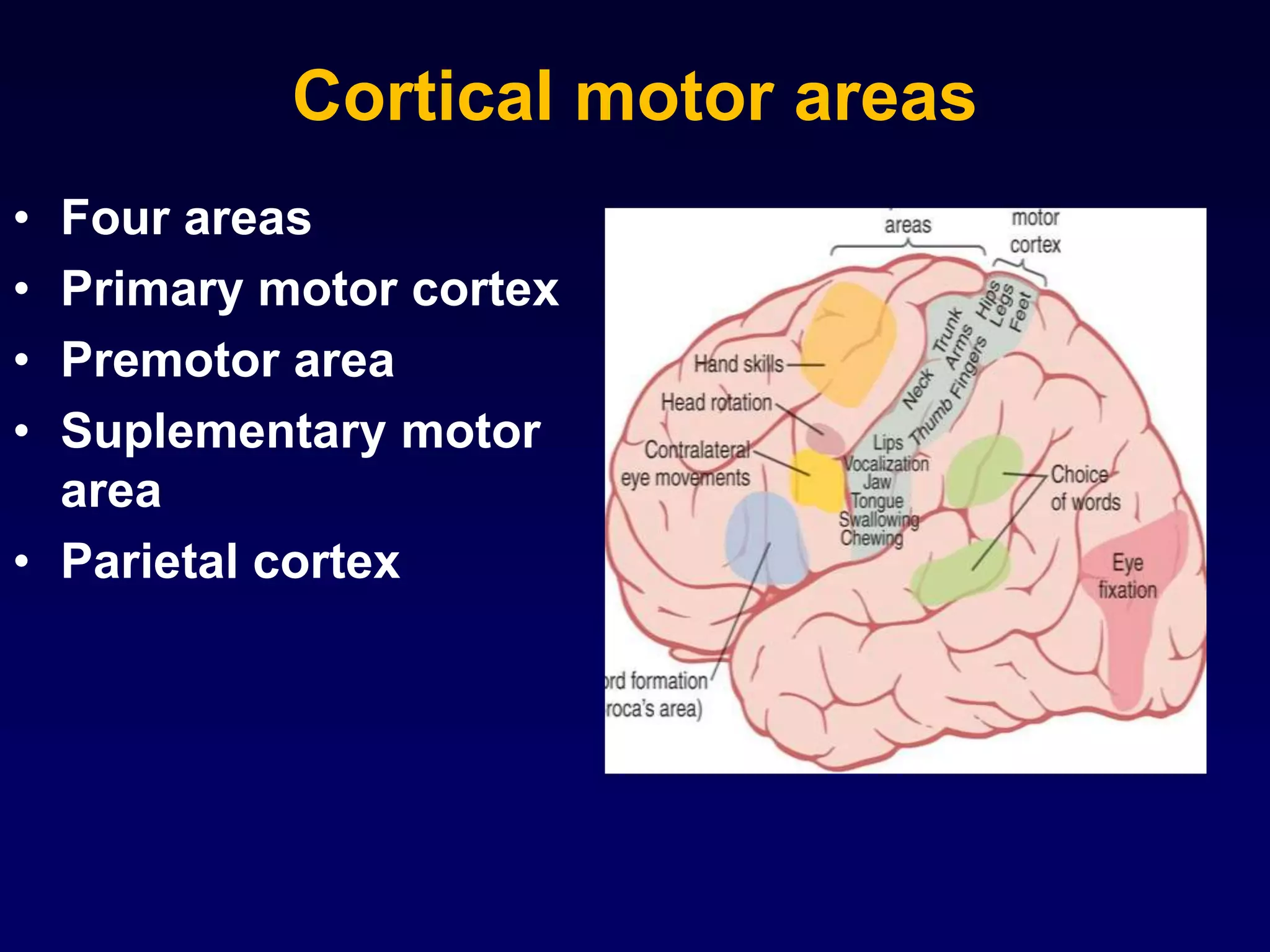 Pyramida and extrapyramidal tracts | PPTX