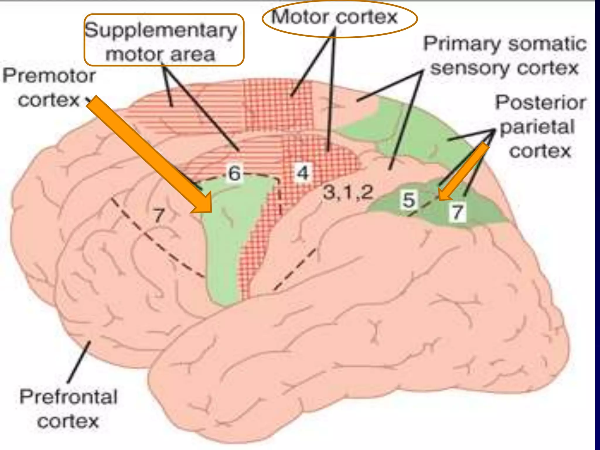 Pyramida and extrapyramidal tracts | PPTX
