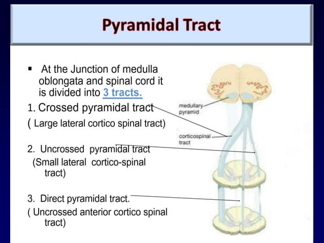 Pyramida and extrapyramidal tracts | PPTX | Death, Injury, or Military ...