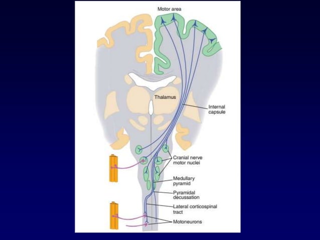 Pyramida and extrapyramidal tracts | PPTX | Death, Injury, or Military ...