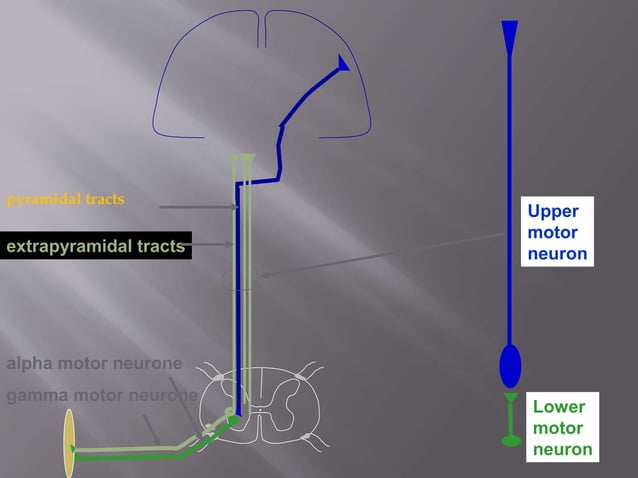 Pyramida and extrapyramidal tracts | PPTX | Death, Injury, or Military ...