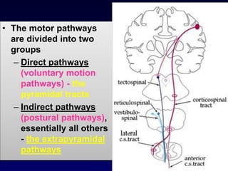 Flow Chart Of Extrapyramidal System