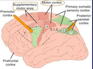 Extrapyramidal System Anatomy