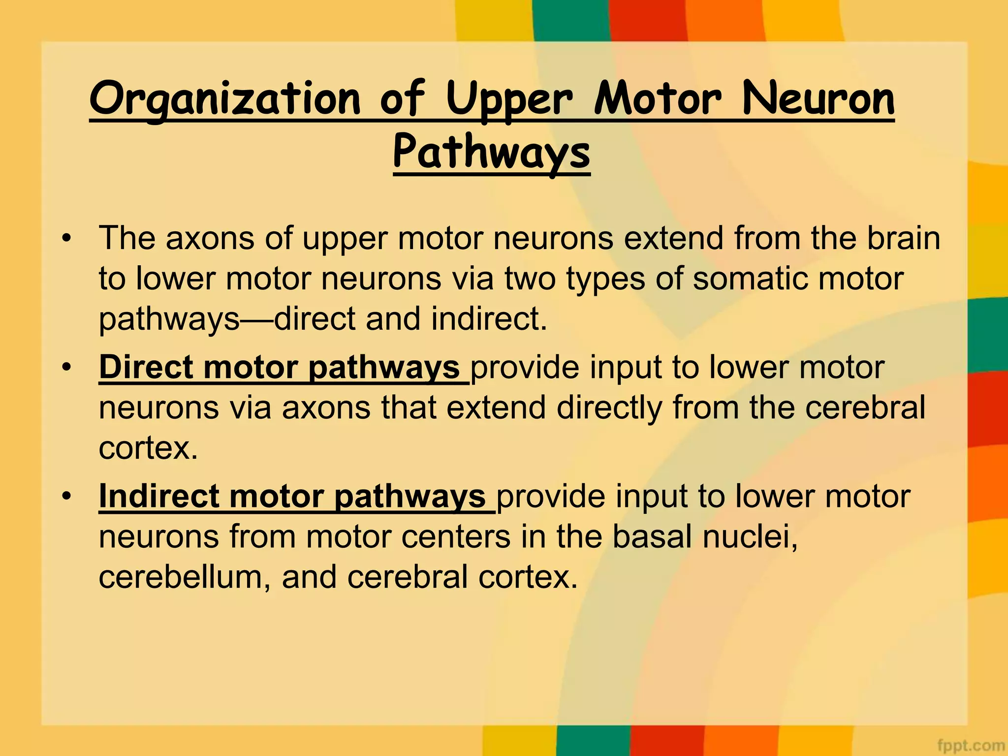 Motor pathways | PPT
