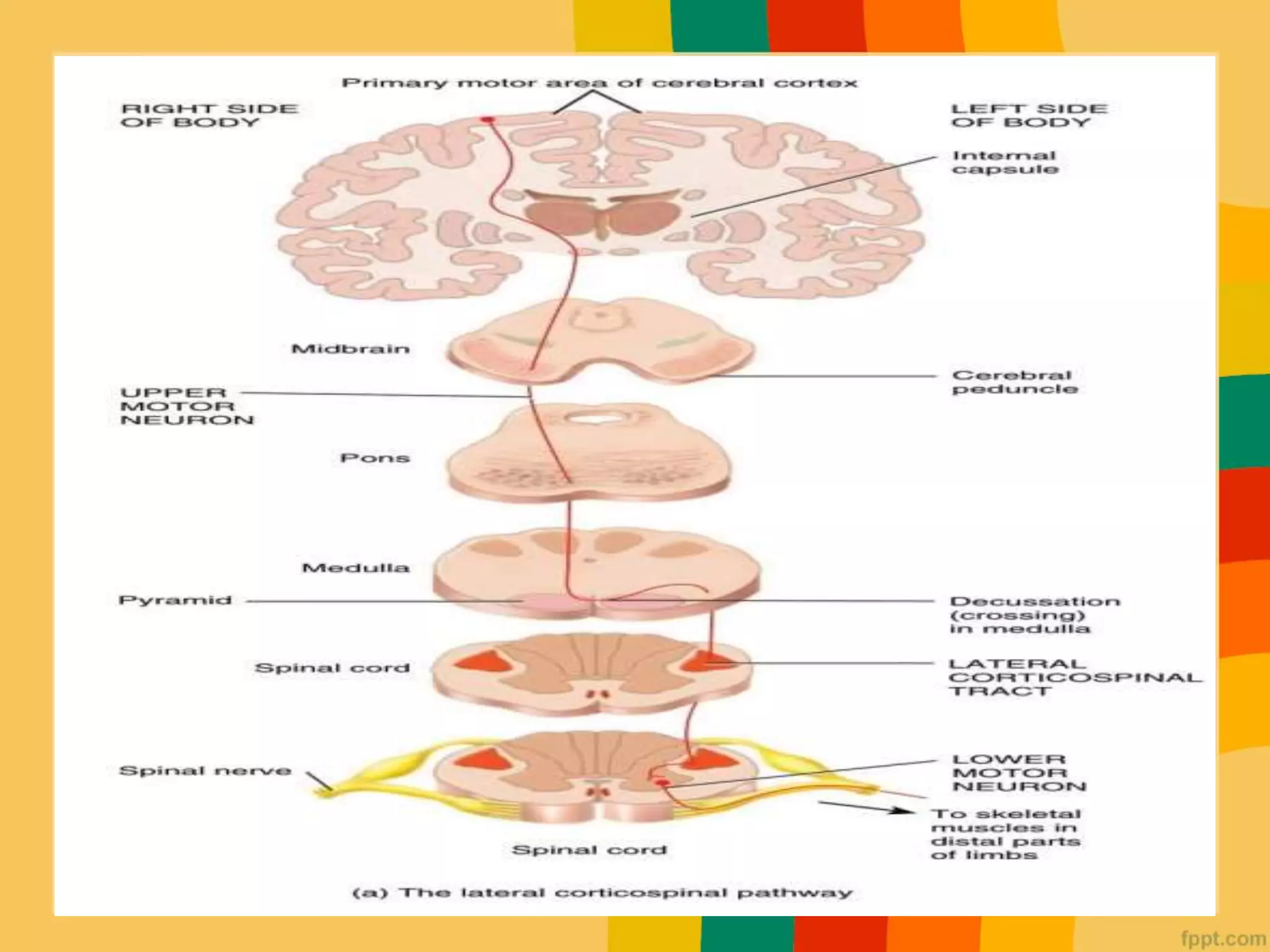 Motor pathways | PPT