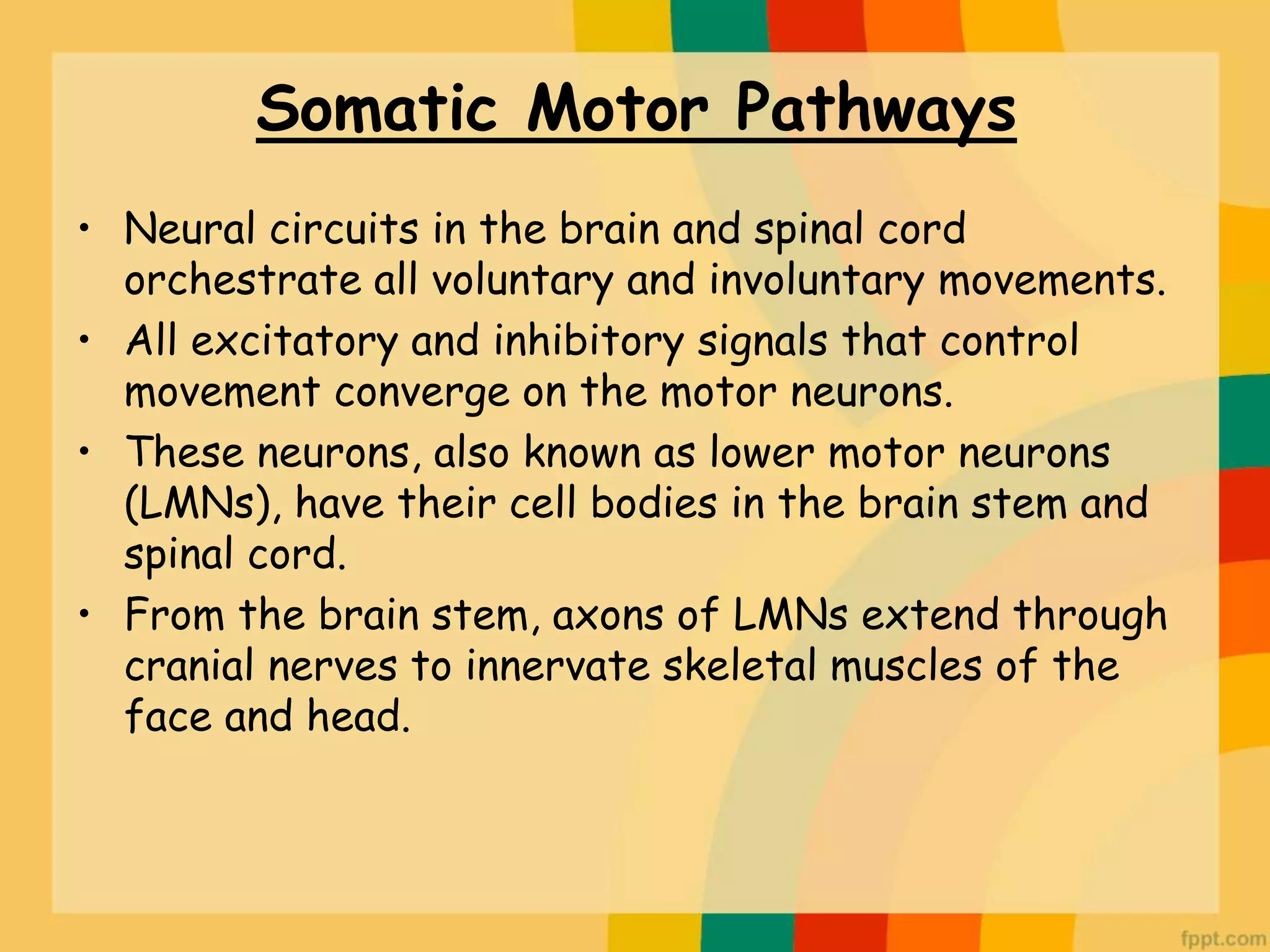 Motor pathways | PPT
