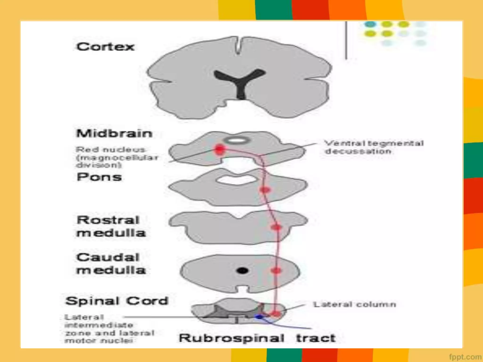 Motor pathways | PPT