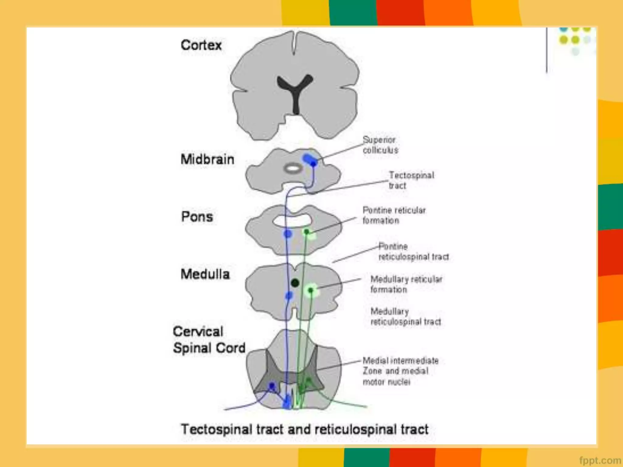 Motor pathways | PPT