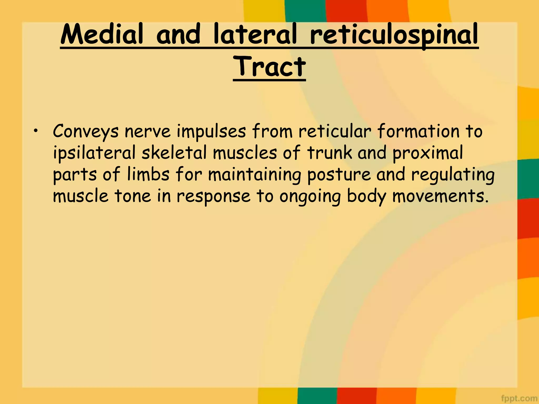 Motor pathways | PPT