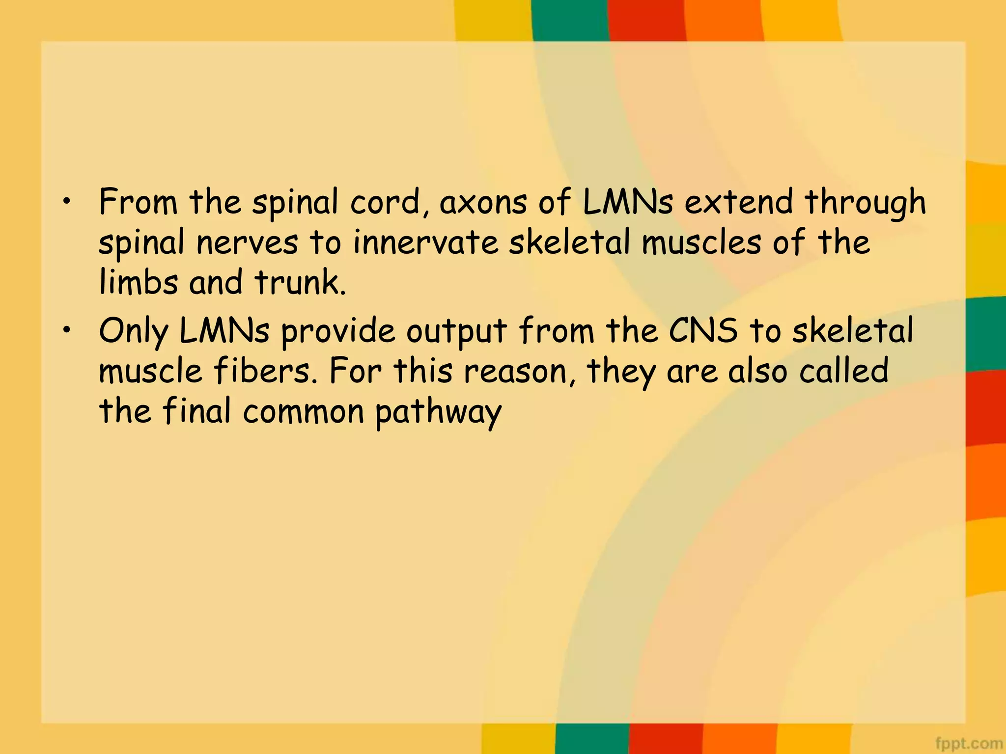 Motor pathways | PPT