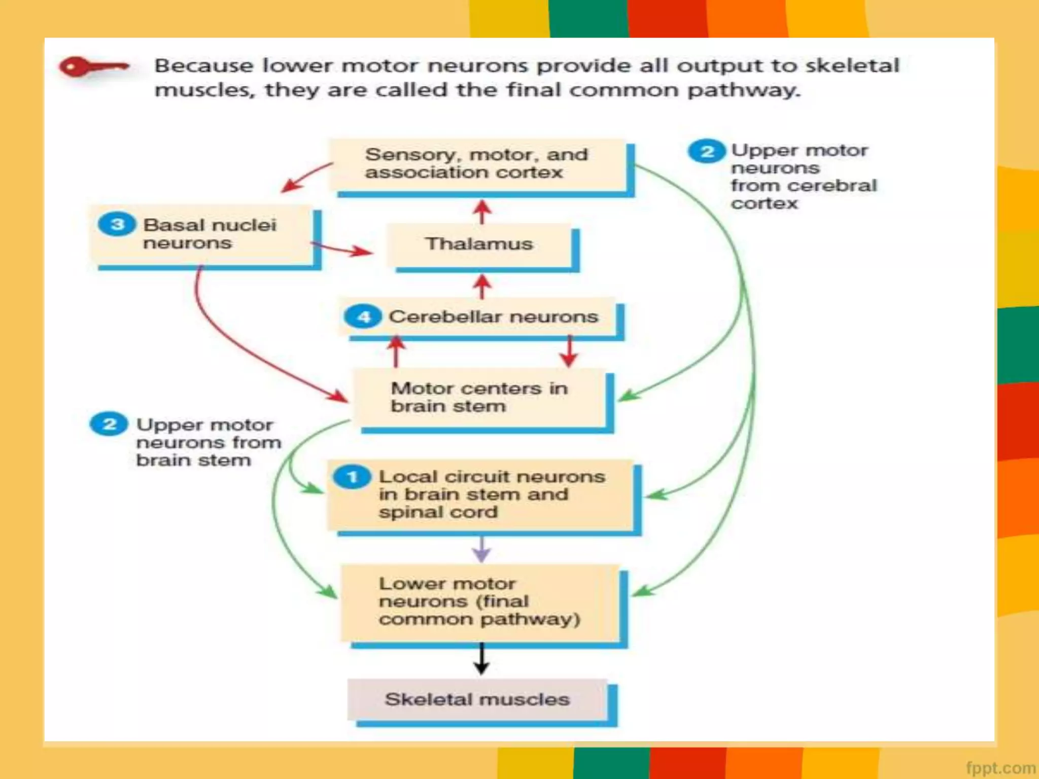 Motor pathways | PPT