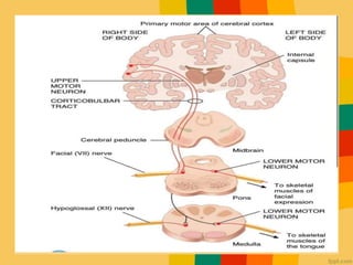 Motor pathways | PPT