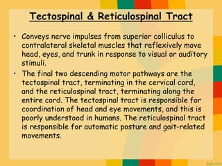 Motor pathways | PPT