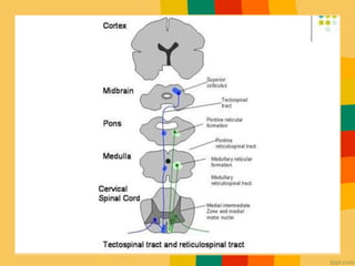 Motor pathways | PPT