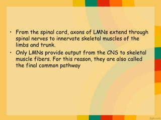 Motor pathways | PPT