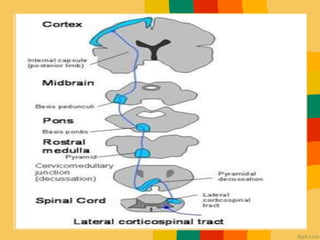 Motor pathways | PPT