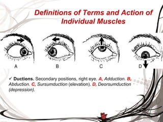 Motor physiology of the eye | PPT