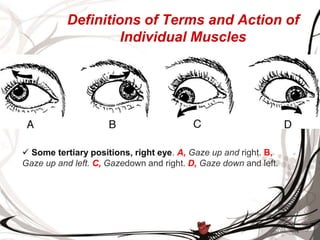 Motor physiology of the eye | PPT