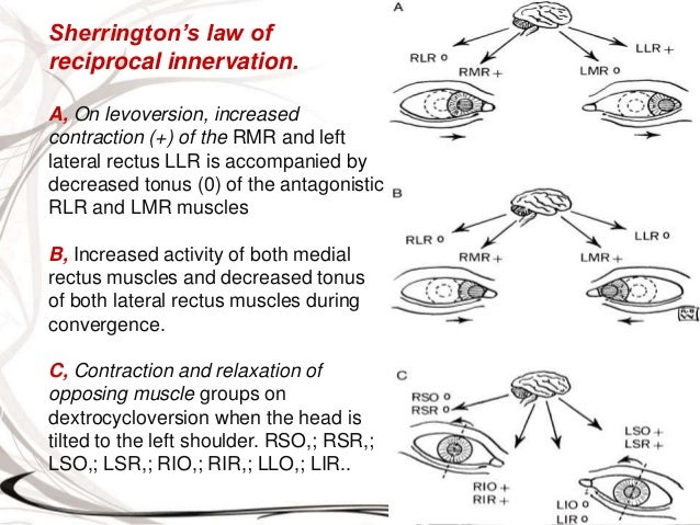 Motor physiology of the eye