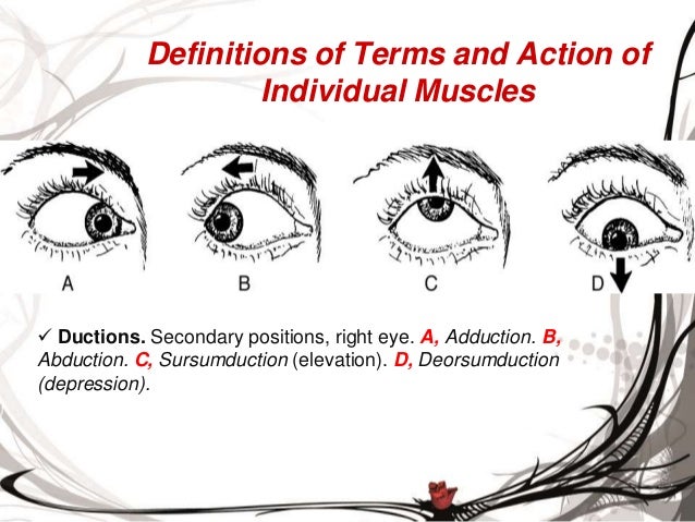 Motor physiology of the eye