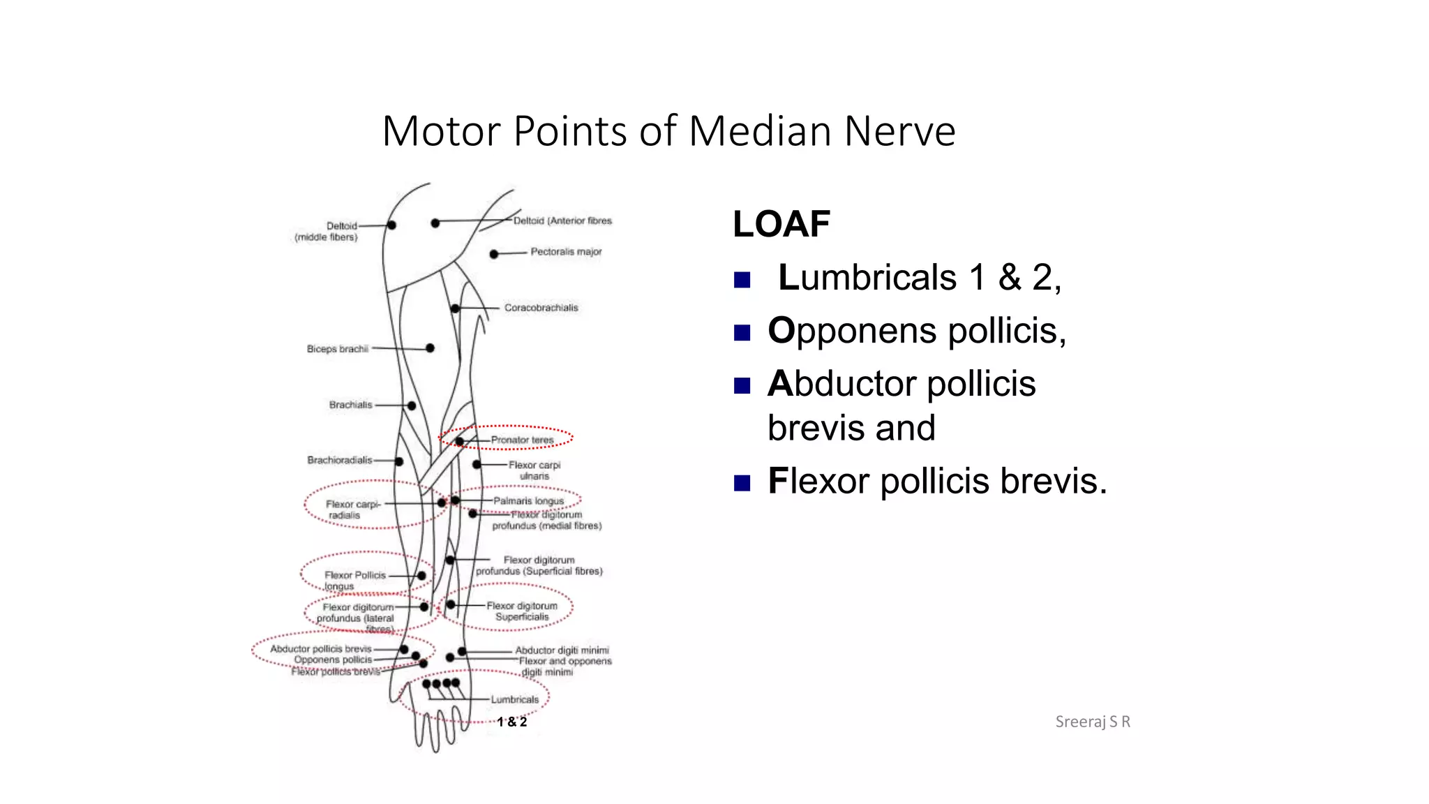Motor points of Upper Limb.pptx