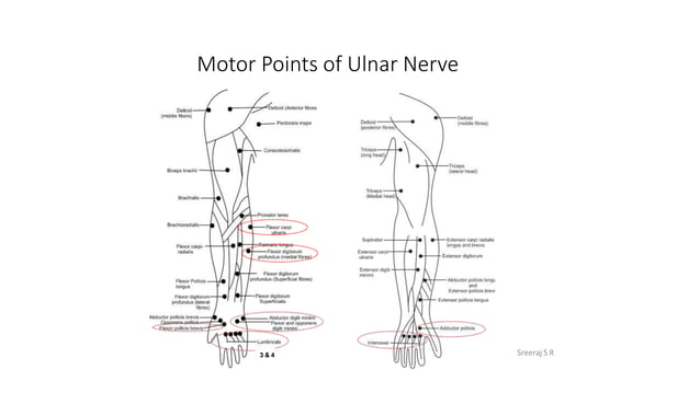 Motor points of Upper Limb.pptx