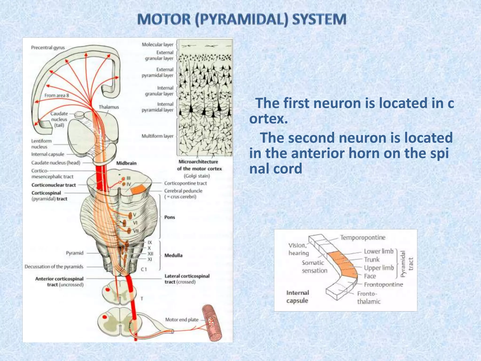 Motor System (Neurology 1) | PPTX