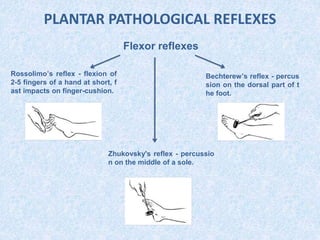 Motor System (Neurology 1) | PPTX
