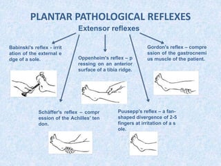 Motor System (Neurology 1) | PPTX