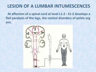 Motor System (Neurology 1) | PPTX