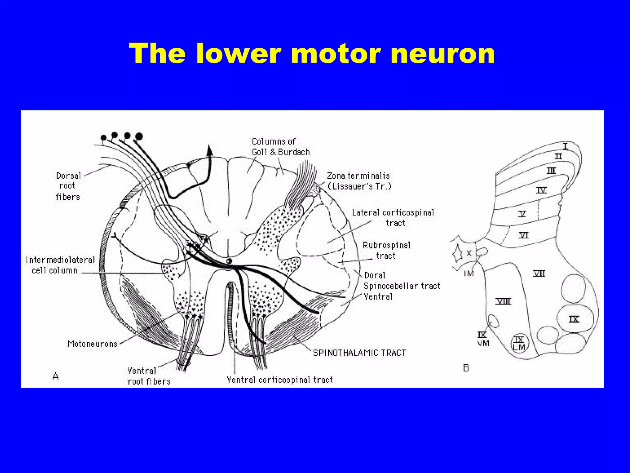 Motor .. neurology | PPT