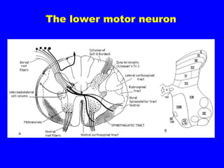 Motor .. neurology | PPT