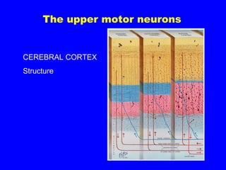 Motor .. neurology | PPT
