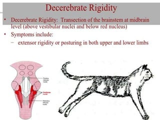 Decerebrate Rigidity Dog