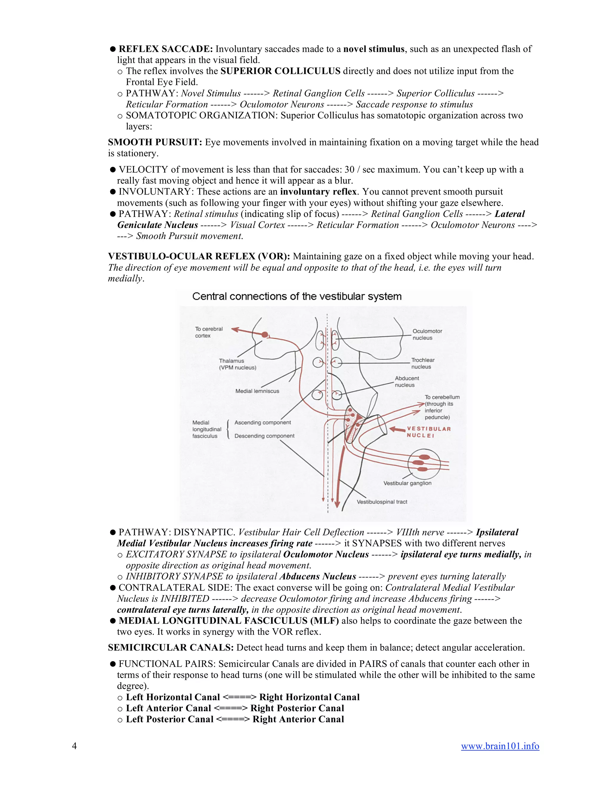 Motor System (Neurology 2) | PDF