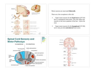 Motor system. Extrapyramydal system. (1,2,3 lectures).pdf