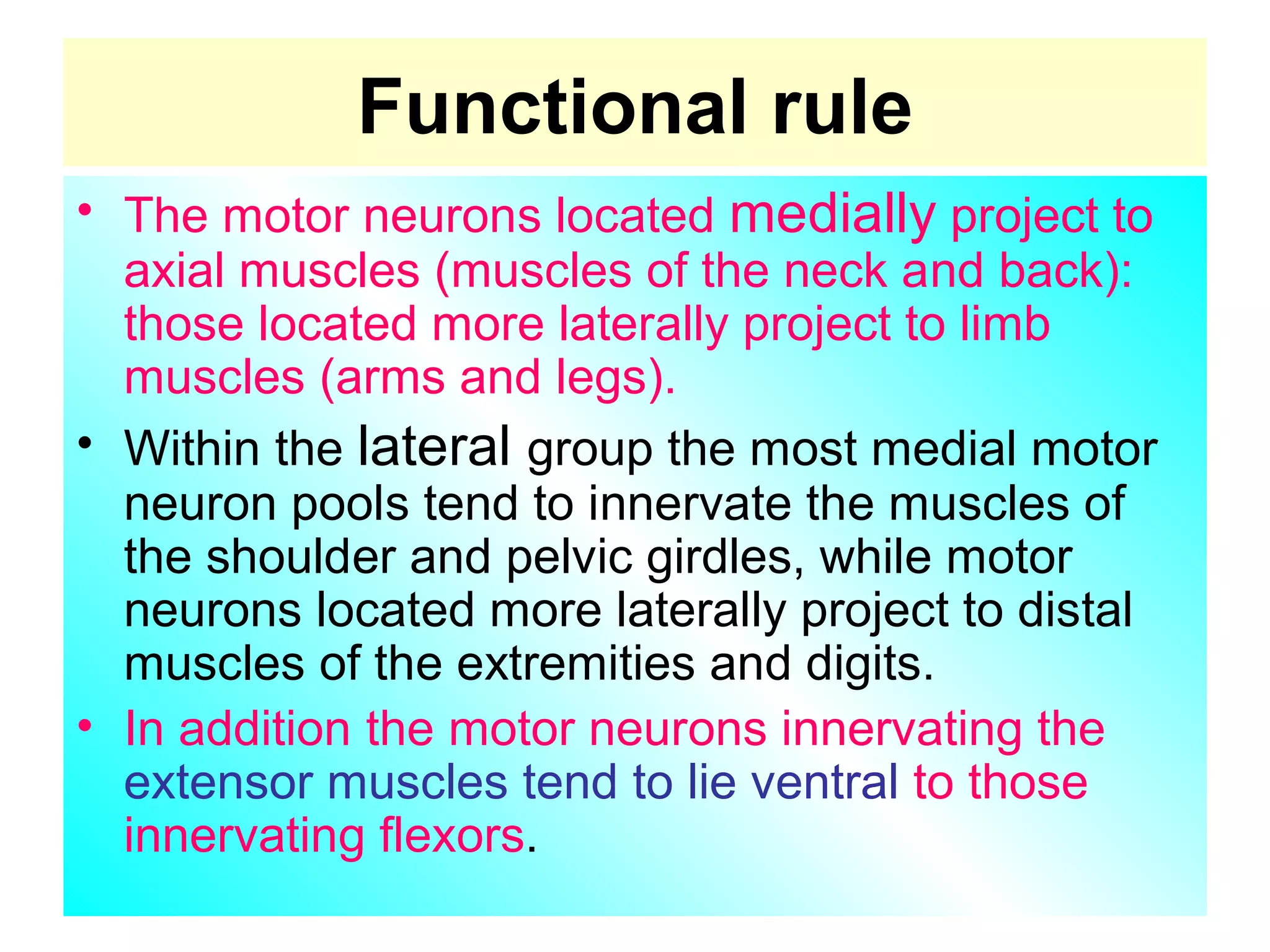 motor anatomy airway management | PDF