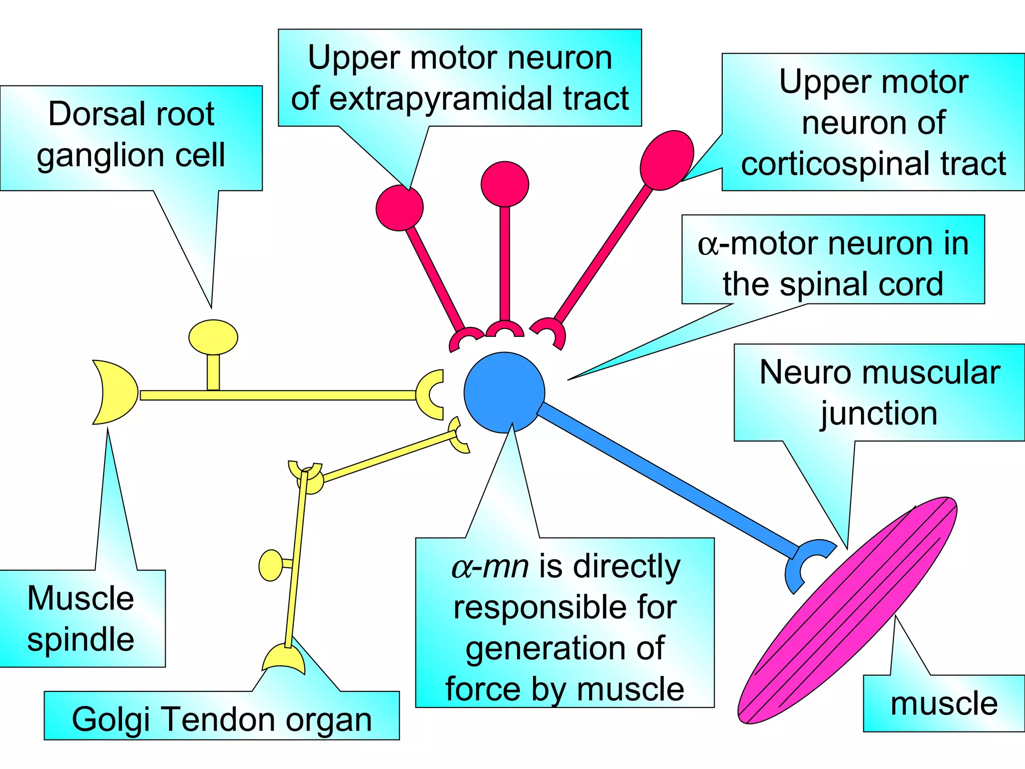 motor anatomy airway management | PDF