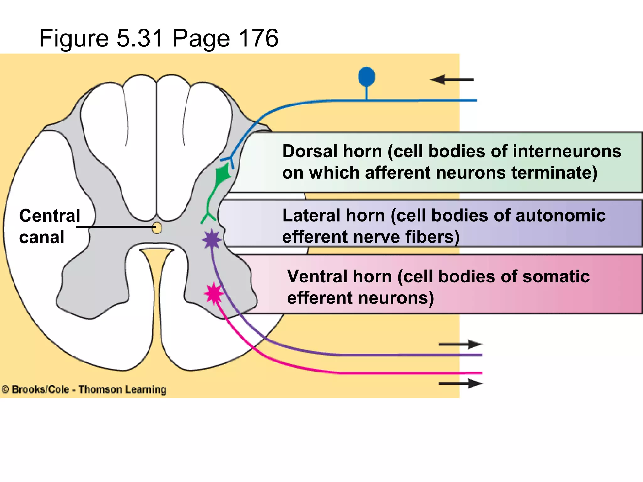 motor anatomy airway management | PDF