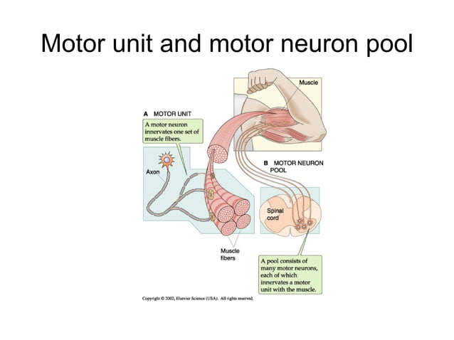 motor anatomy airway management | PDF