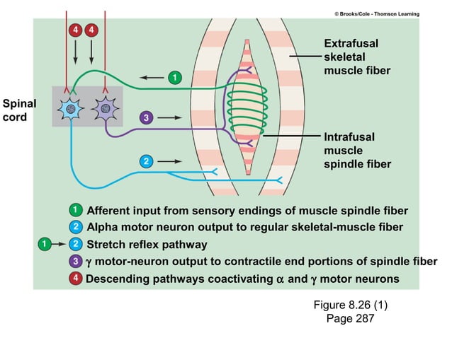 motor anatomy airway management | PDF