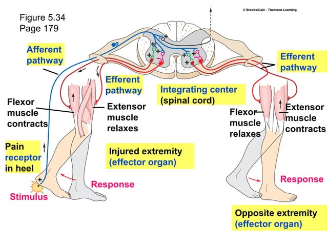 motor anatomy airway management | PDF