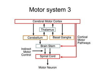 motor anatomy airway management | PDF