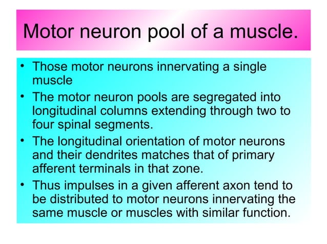 motor anatomy airway management | PDF