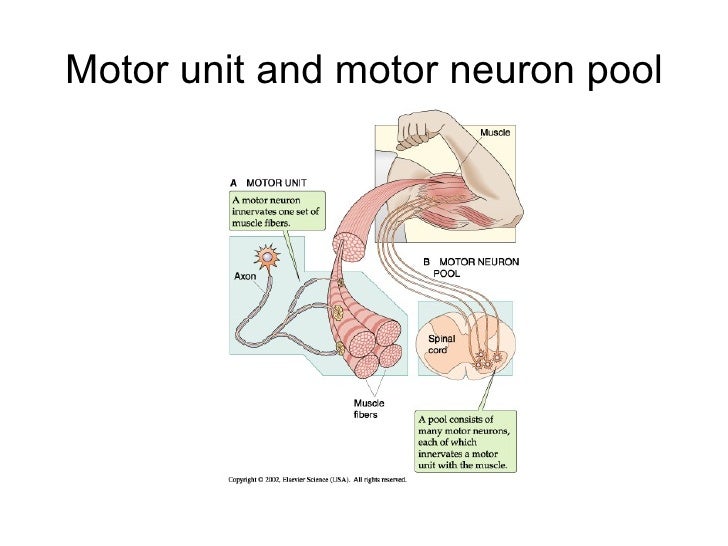 motor anatomy airway management